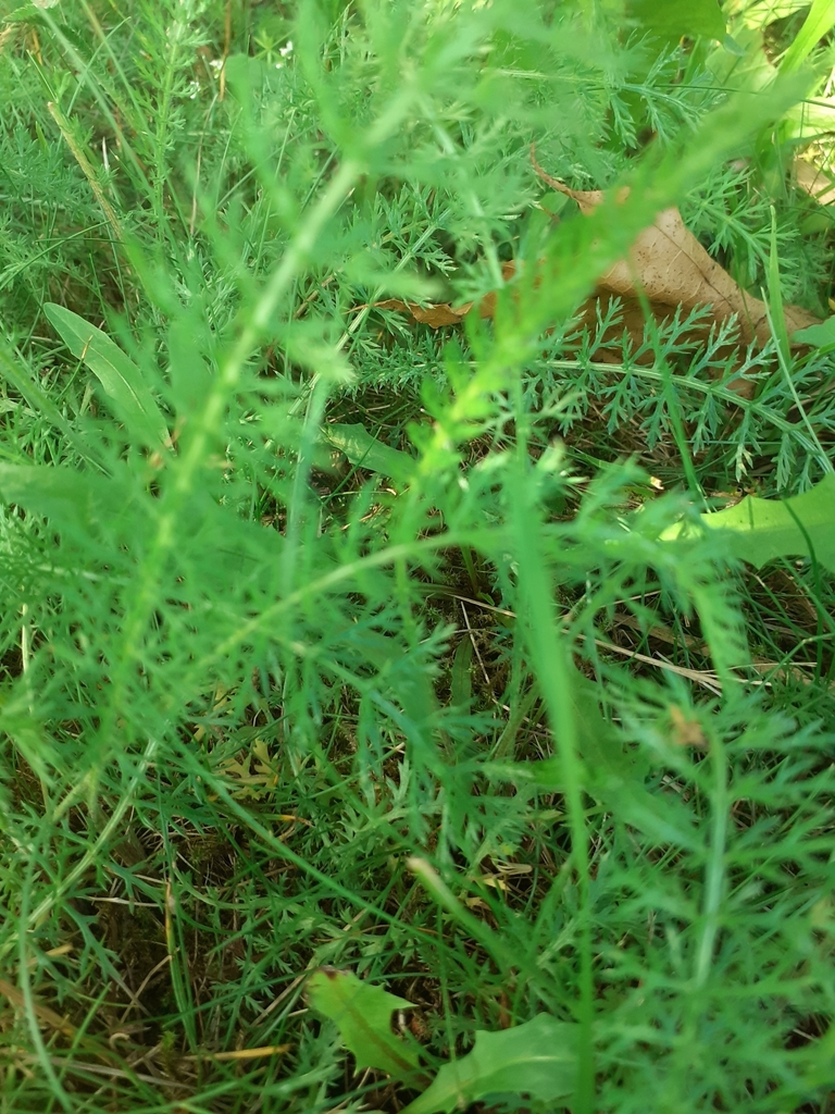 common yarrow from 01150 Sipoo, Suomi on July 3, 2020 at 01:20 PM by ...