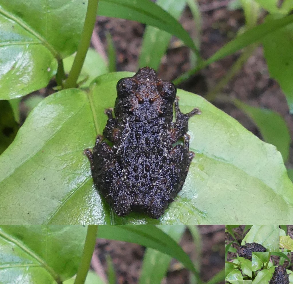 Common Forest Tree Frog from Imugan, Santa Fe, Nueva Vizcaya ...