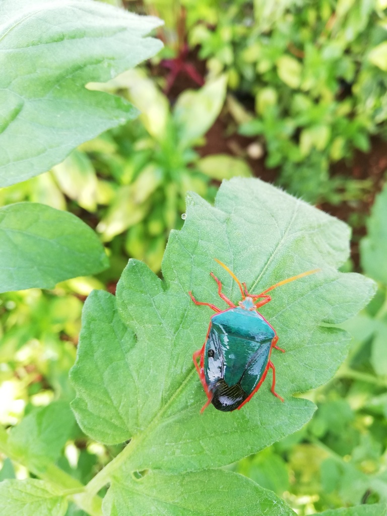 Red-bordered Stink Bug from Montilla, San Pablo Viejo, Panamá on July 3 ...