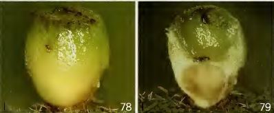 Hickory Puff Tart Gall Midge (Hickory Midge Galls ) · iNaturalist