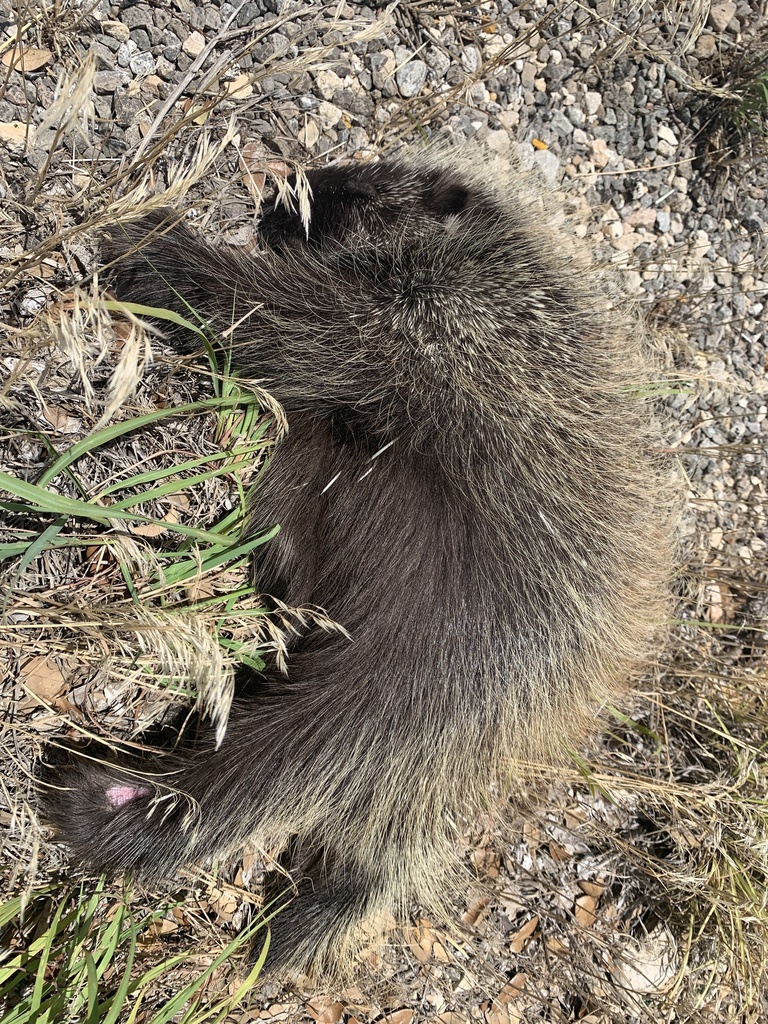 North American Porcupine from US-67, Mertzon, TX, US on July 03, 2020 ...