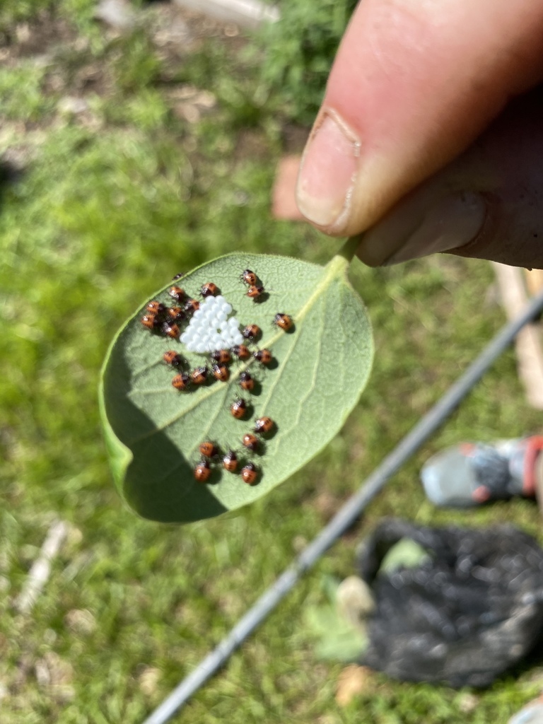 Brown Marmorated Stink Bug from S Lafayette Ave, Chicago, IL, US on ...