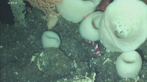 Redbanded Rockfish (Seamounts of Canada's Large Offshore Pacific Area ...
