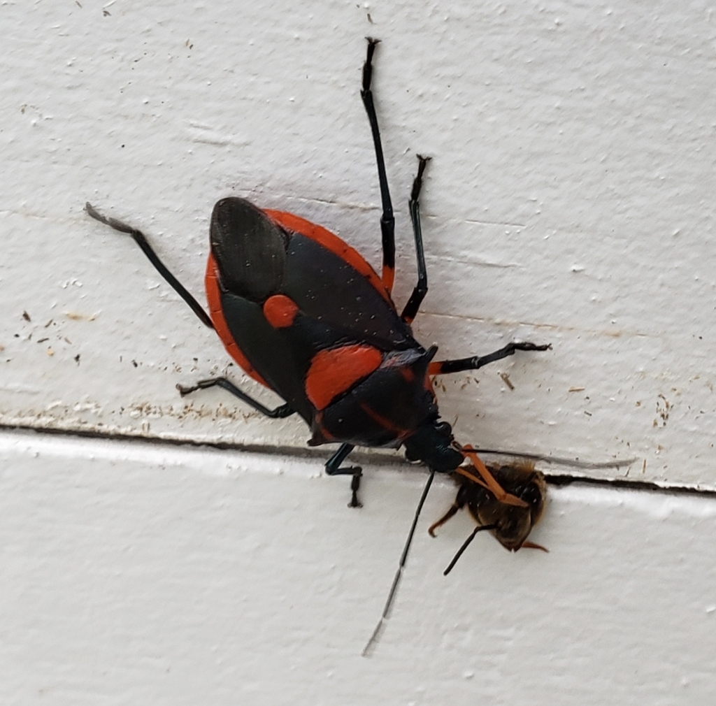 Florida Predatory Stink Bug from 70 McCuin on July 3, 2020 at 06:57 PM ...