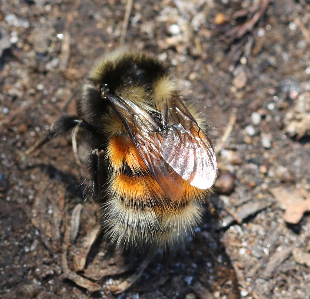 Bumble Bee Queen Size