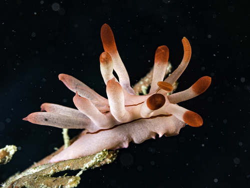 Okenia stellata · iNaturalist United Kingdom