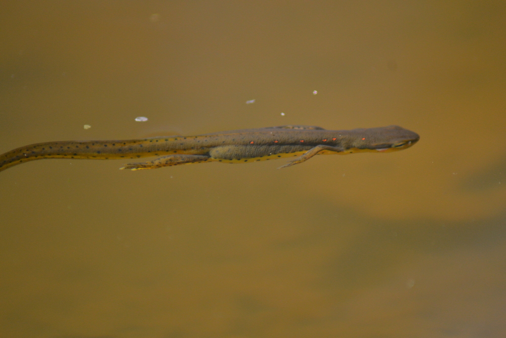 Eastern Newt from Starksboro, VT, USA on July 3, 2020 by cmell ...