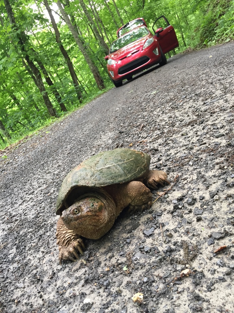 Common Snapping Turtle from Kountz Rd, Union, WV, US on May 24, 2017 at ...