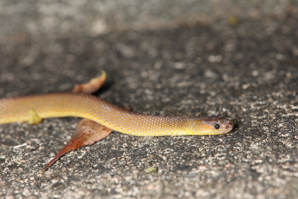 Boulenger's Odd-scaled Snake from 大潭水塘, 大潭, HK on July 4, 2020 at 09:16 ...