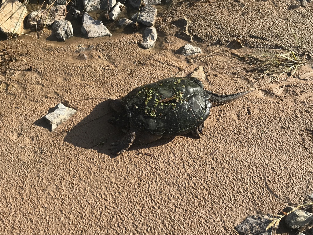 Common Snapping Turtle from Saratoga, AR, US on July 4, 2020 at 08:31 ...