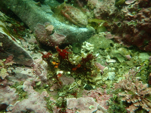 Genus Agonomalus · iNaturalist