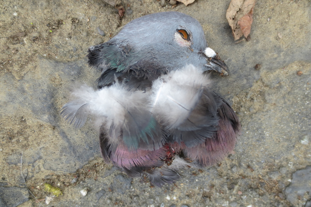 Rock Pigeon from UC Davis Arboretum on March 09, 2014 by Matthew Prebus ...