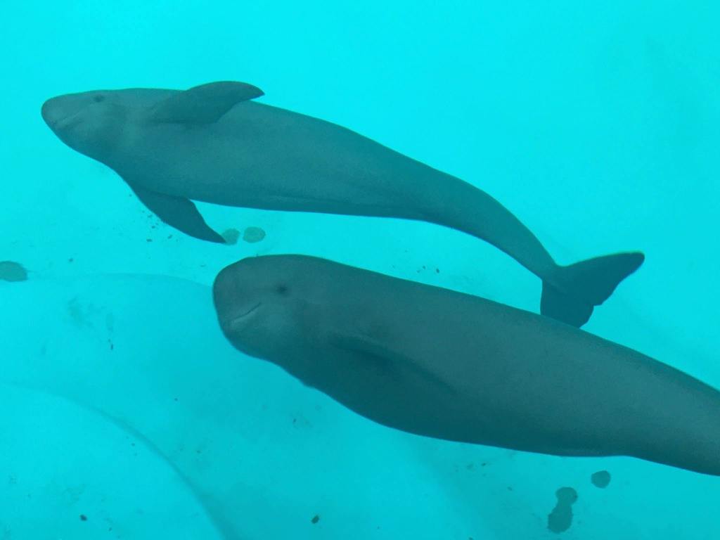 Porpoises (Phocoenidae) - Know Your Mammals