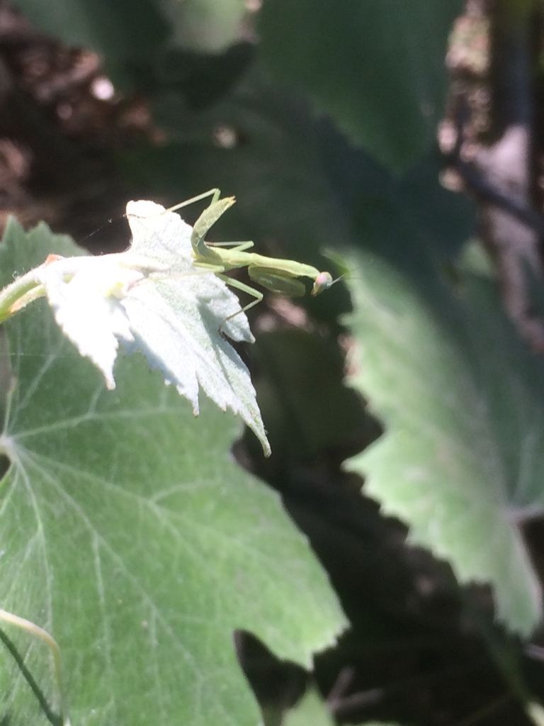 California Mantis from Fallbrook, CA, US on July 4, 2020 at 02:23 PM by ...