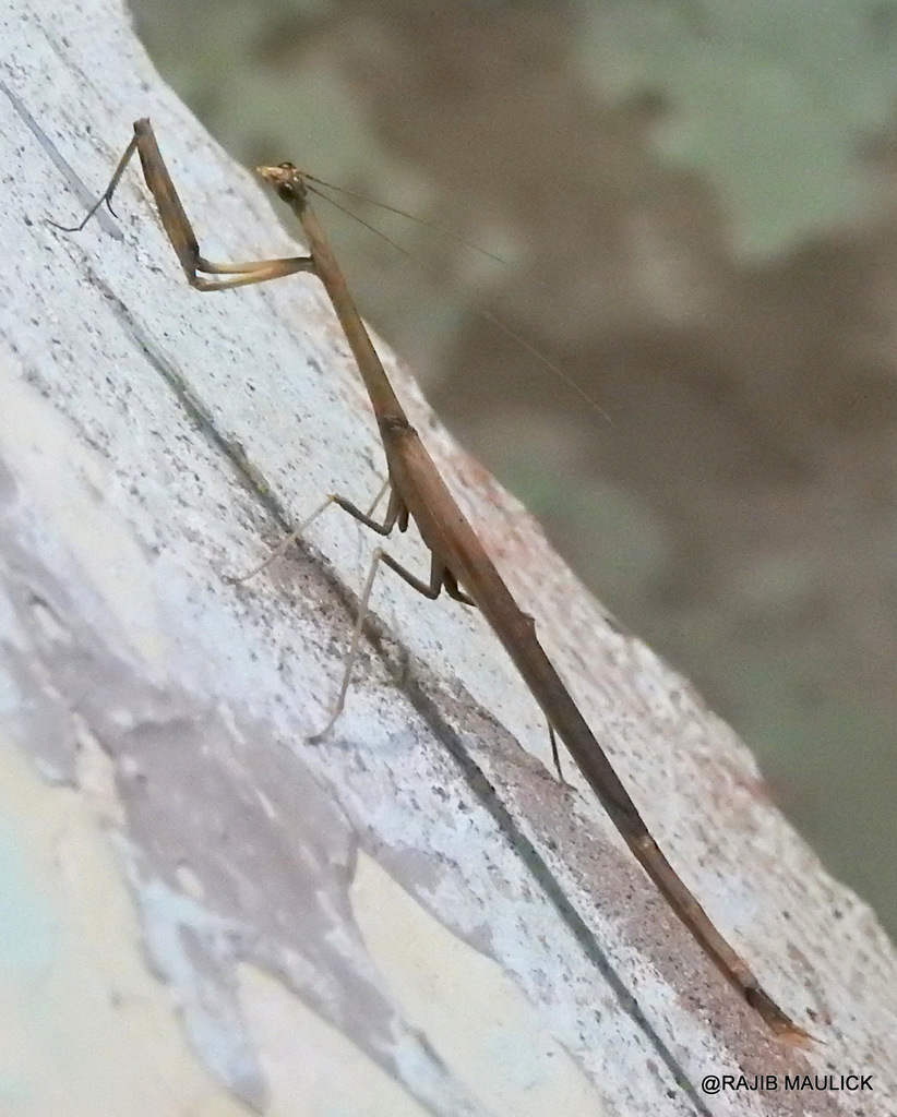 Toxoderid Mantises from Durgapur, West Bengal, India on March 17, 2017 ...