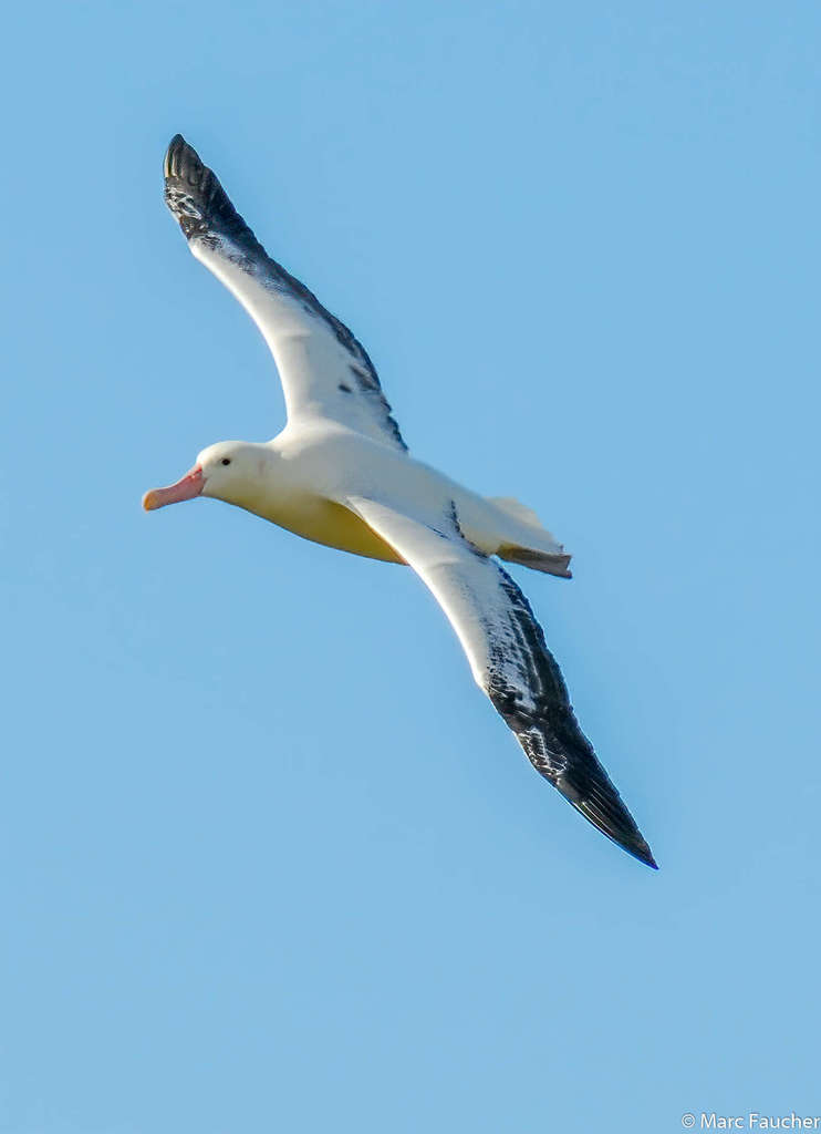 Snowy Albatross from South Georgia and the South Sandwich Islands on ...
