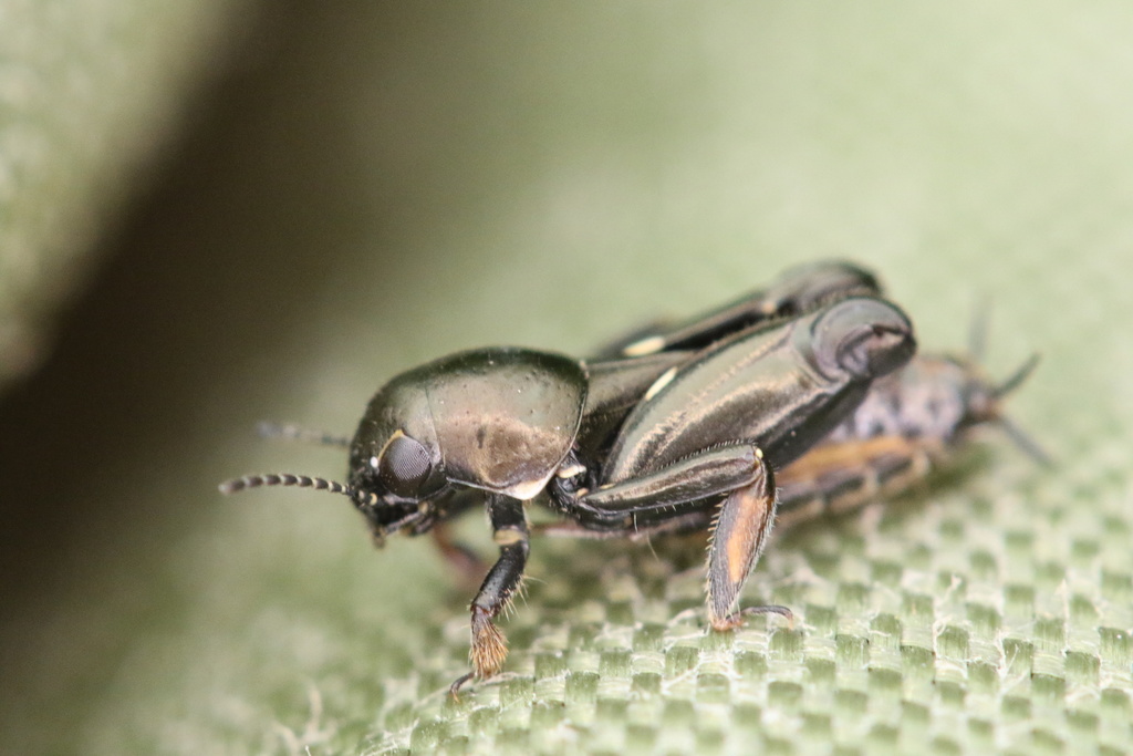 Xya japonica from 滝之原, 名張市, 三重県, JP on June 16, 2020 at 07:18 AM by 内中 ...