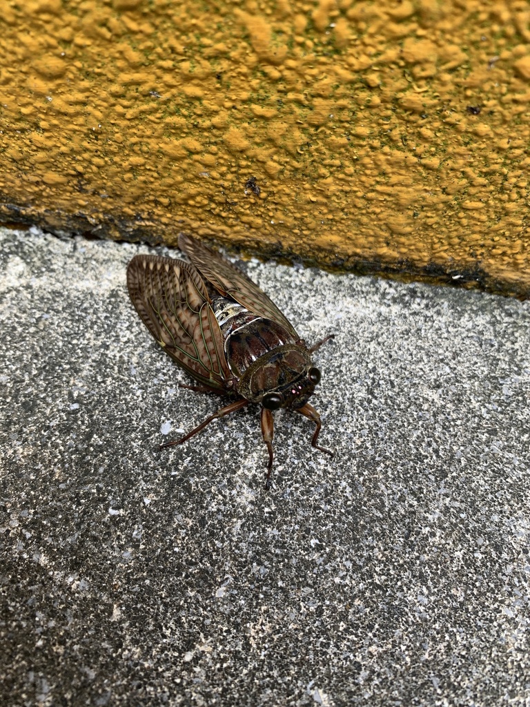 Graptopsaltria bimaculata from Iribaru, Uruma-Shi, Okinawa, JP on July ...