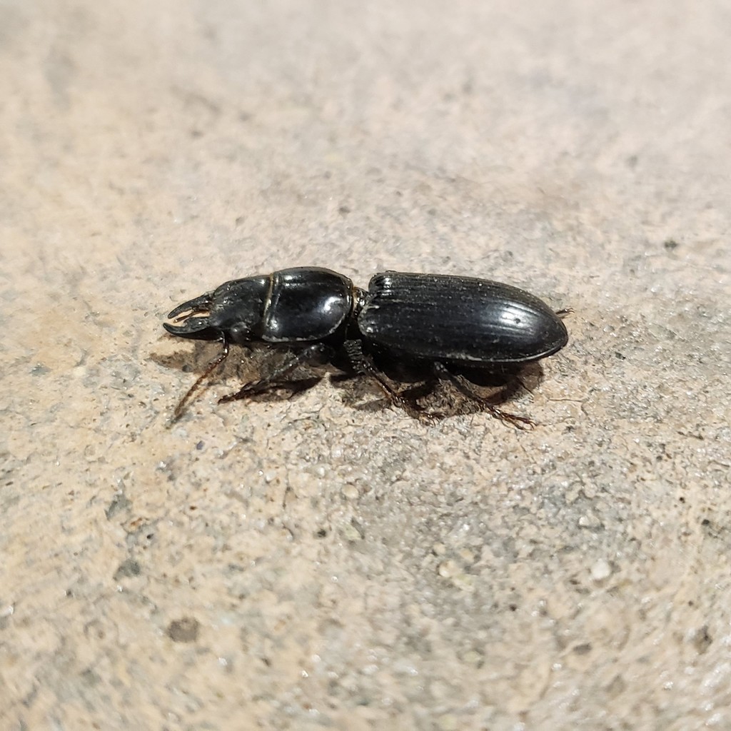 Big-headed Ground Beetle from Buffalo, NY 14228, USA on July 4, 2020 at ...