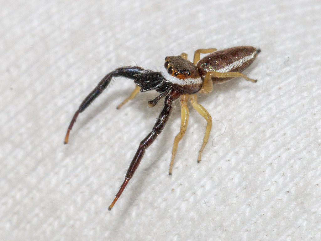 Hentz Jumping Spider Jumping Spider Hentzia Palmarum North