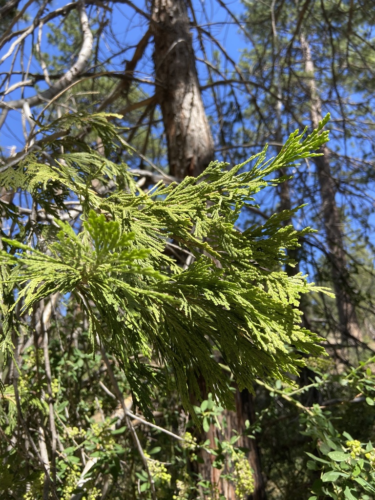 California incense-cedar from Angeles National Forest, Palmdale, CA, US ...