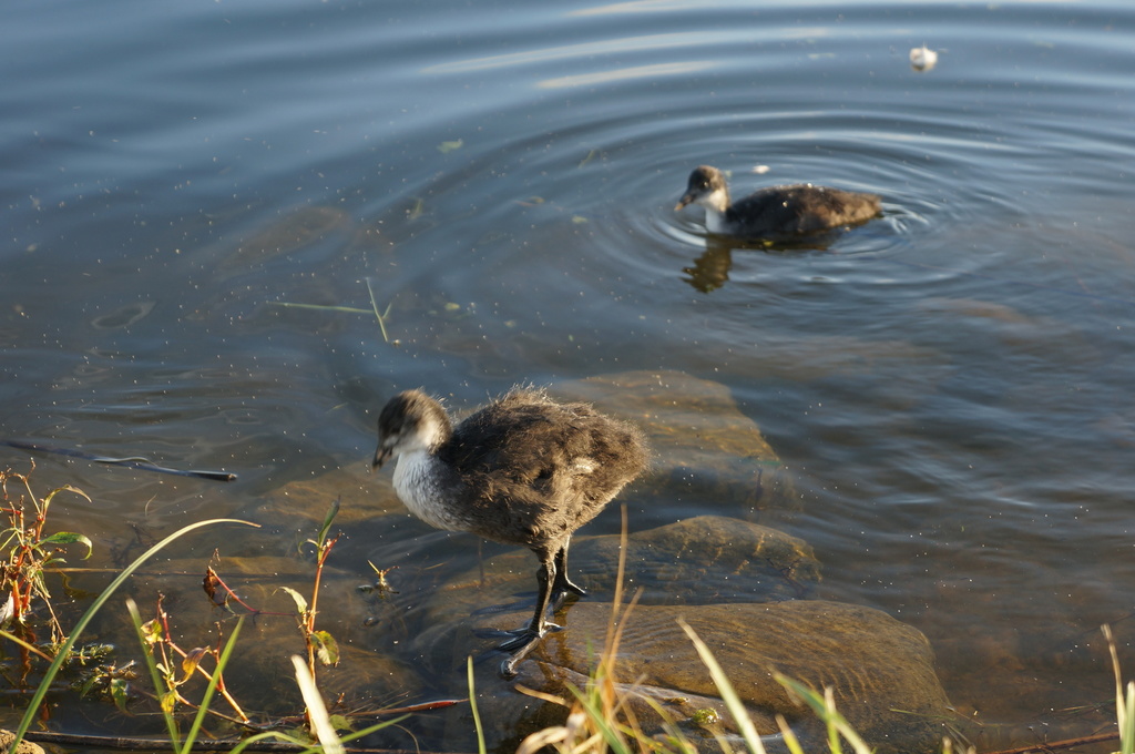 Eurasian Coot from Выру, Вырумаа, Эстония on August 15, 2017 by Richard ...