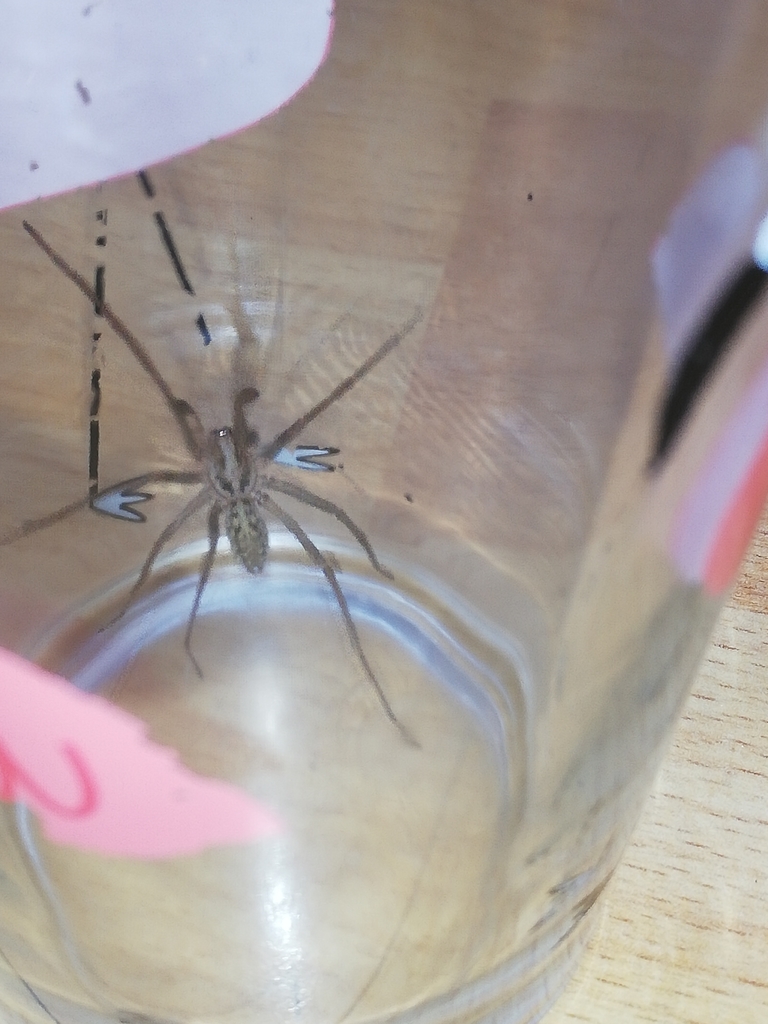 Giant House Spider from Galway, Ireland on July 05, 2020 at 11:52 AM by ...