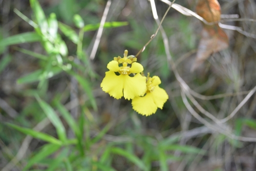 Yellow Dancing Lady (Tolumnia prionochila) · iNaturalist