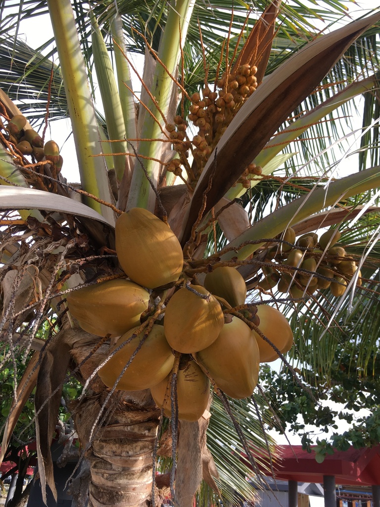 coconut palm from Puerto Rico, Camuy, PR, US on July 01, 2020 at 04:57 ...