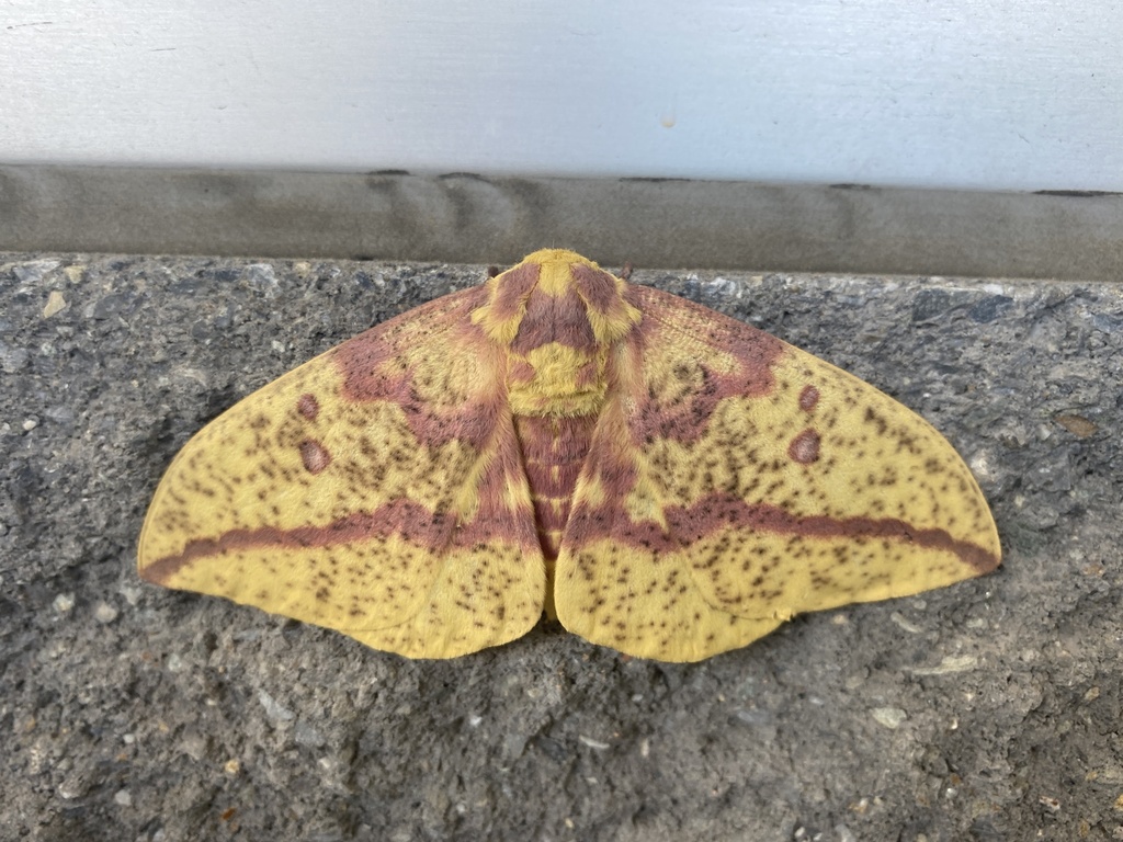 Canadian Imperial Moth in July 2020 by Julianna Spinelli Tyson ...