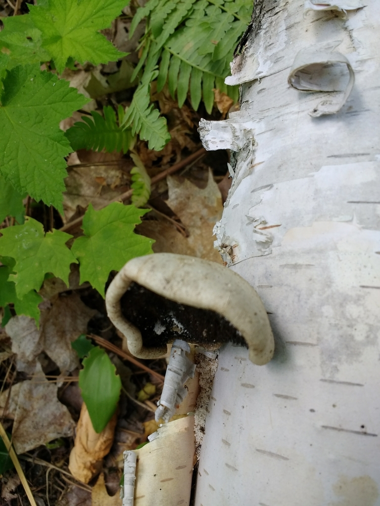 birch polypore from Houghton, MI 49931, USA on July 5, 2020 at 01:33 PM ...