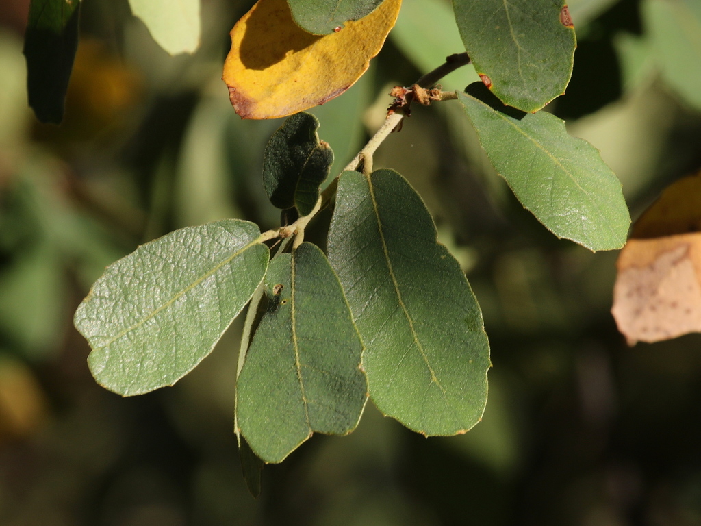 Arizona white oak from Arizona, United States on May 28, 2017 at 06:10 ...