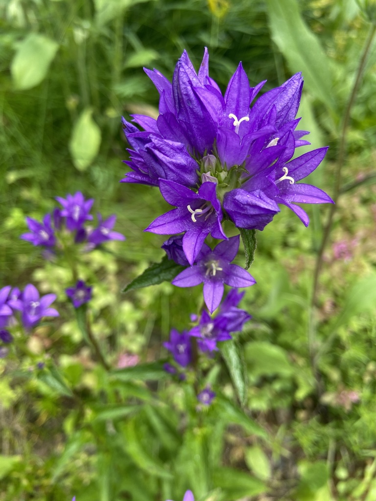 Creeping Bellflower from Creed Hill Rd, Pittsford, VT, US on July 05 ...