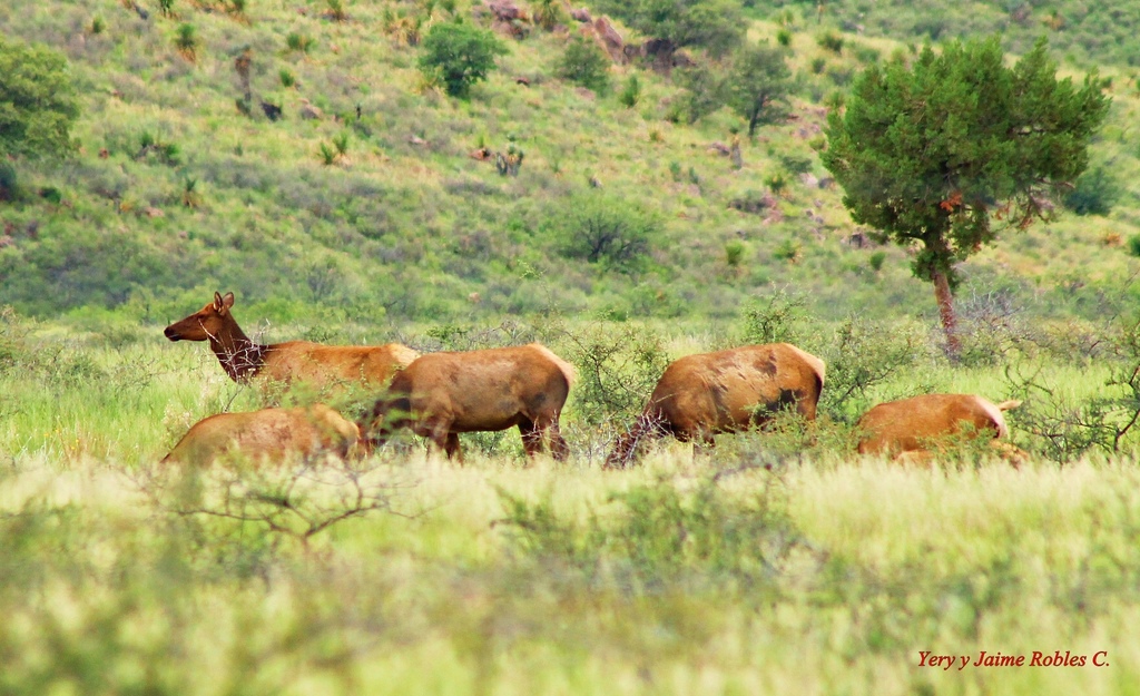 AMÉRICA LATINA | Fauna | Page 3 | SkyscraperCity Forum