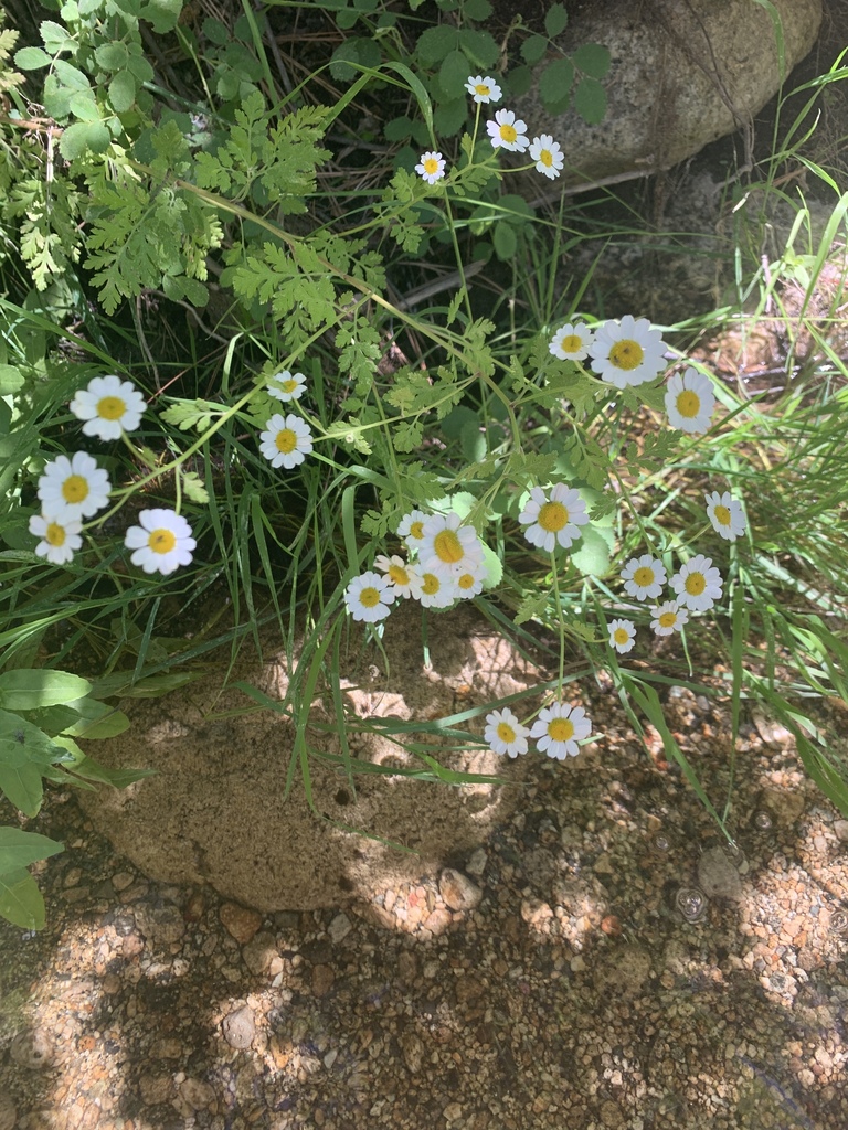 feverfew from San Bernardino National Forest, Pine Cove, CA, US on July ...