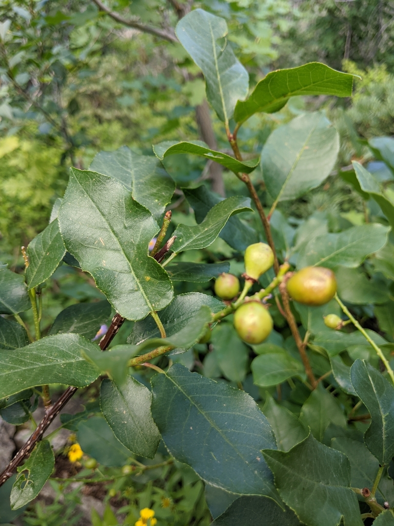 chokecherry from Tooele, UT 84074, USA on July 05, 2020 at 02:06 PM by ...