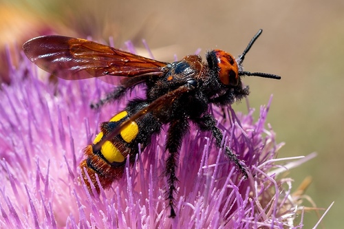 Mammoth Scoliid Wasp Megascolia Maculata INaturalist Mammoth Scoliid Wasp Megascolia Maculata INaturalist