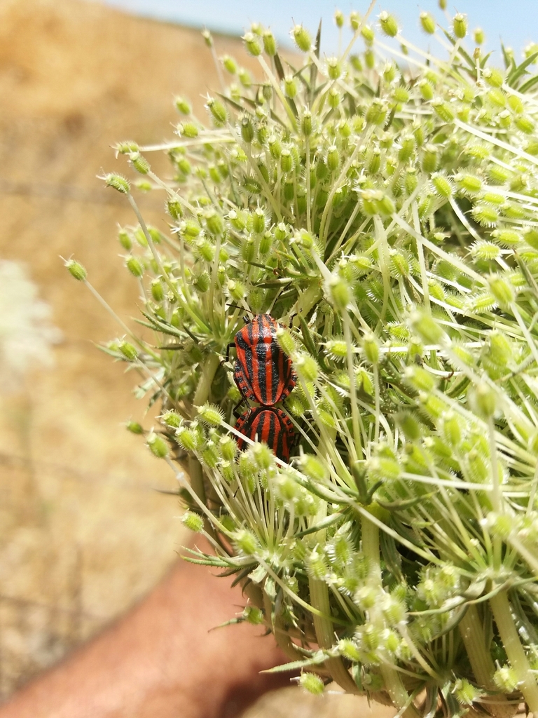 Continental Striped Shield Bug from Golan, IL on June 7, 2017 at 12:54 ...