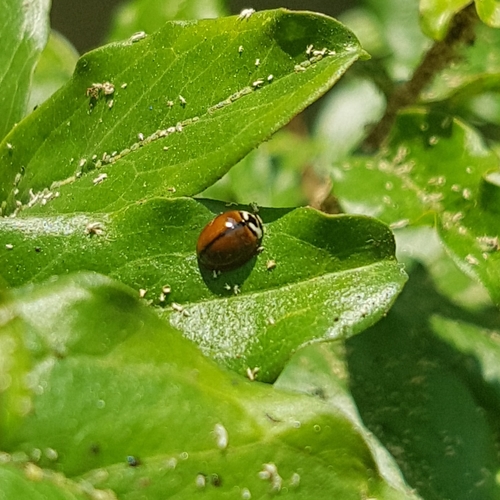 Subespecie Cheilomenes propinqua nilotica · NaturaLista Colombia