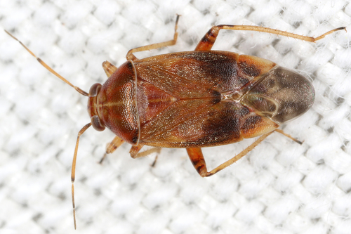 Agnocoris reclairei · iNaturalist