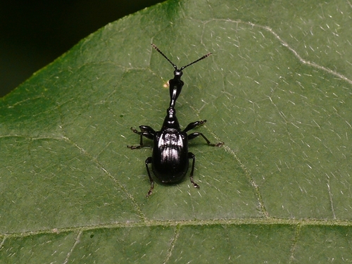 Genus Cycnotrachelus · iNaturalist