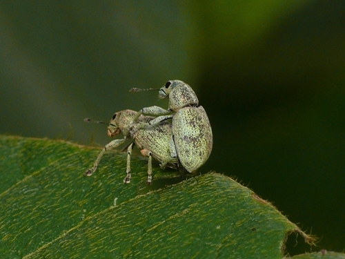 Genus Eugnathus · iNaturalist