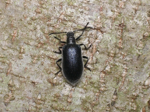 Género Cerogria · iNaturalist Mexico