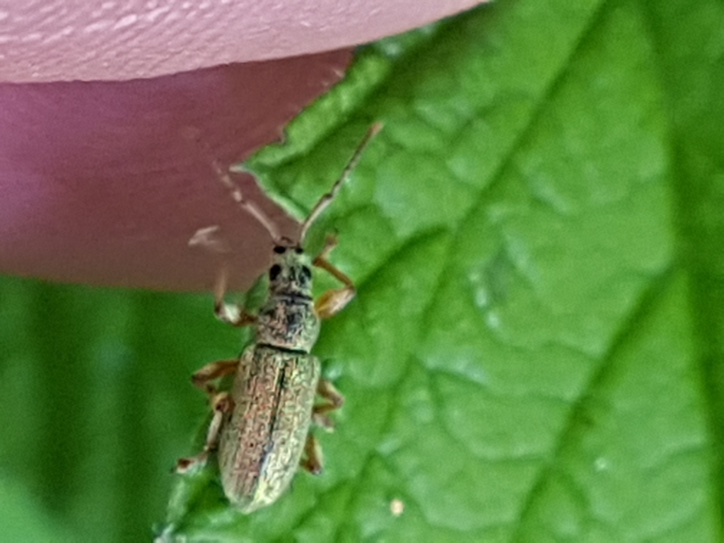 Broad-nosed Weevils from Località Tricera, 105 43010 Trincera PR on ...
