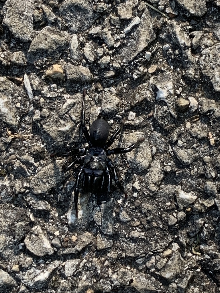 Black Purseweb Spider from Wabash Cannonball Trail-North Fork, Monclova ...