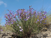 Cusick's beardtongue (PECU) (OCTC Flora Guide) · iNaturalist