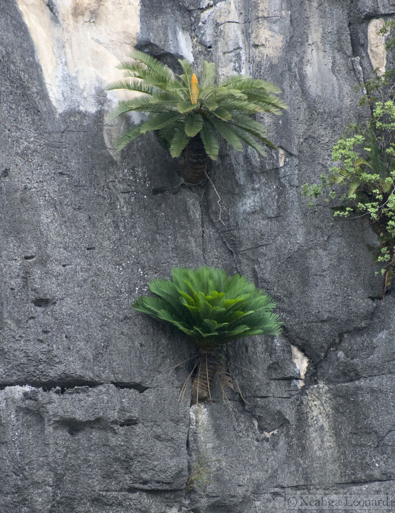 Cycas tropophylla in March 2014 by earthknight. Ha Long Cycad Endemic ...