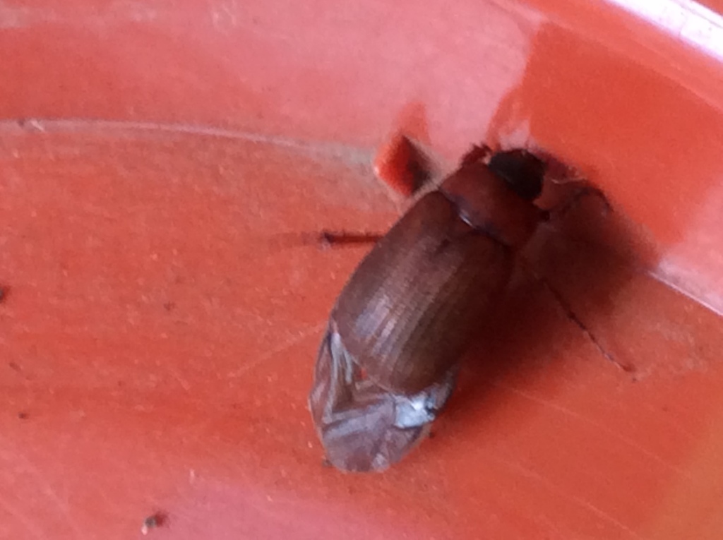 Brown Chafer from Great Britain, Verwood, England, GB on July 6, 2020 ...