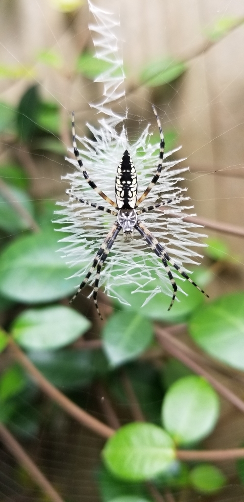 Yellow Garden Spider in July 2020 by johnneyraftssmith · iNaturalist