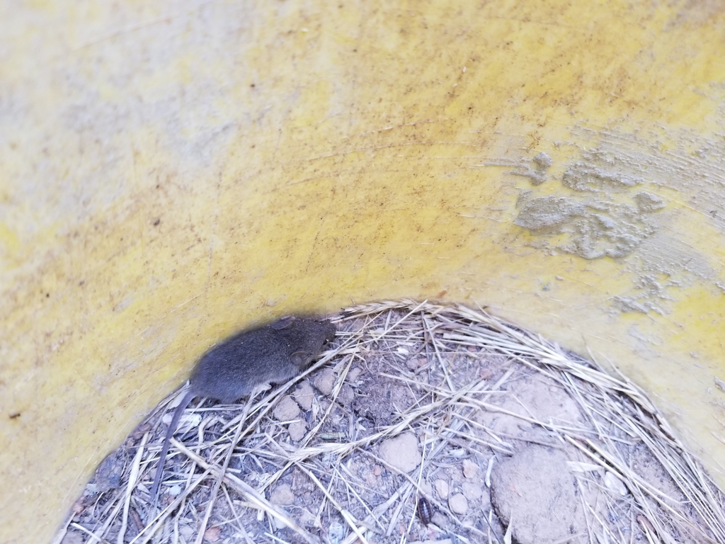 Placental Mammals from Hasse, TX 76442, USA on July 6, 2020 at 11:43 AM ...